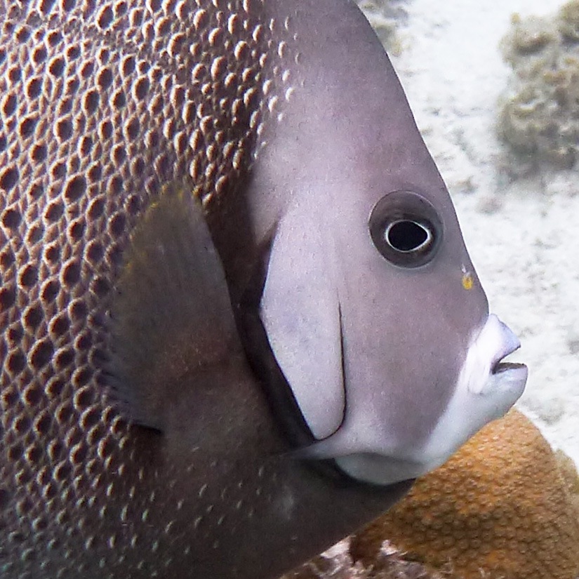 Gray angelfish close-up | East of the Equator | M&M