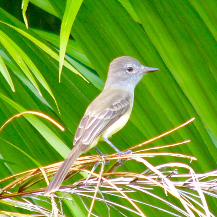 Juvenile Panama flycatcher | East of the Equator | M&M